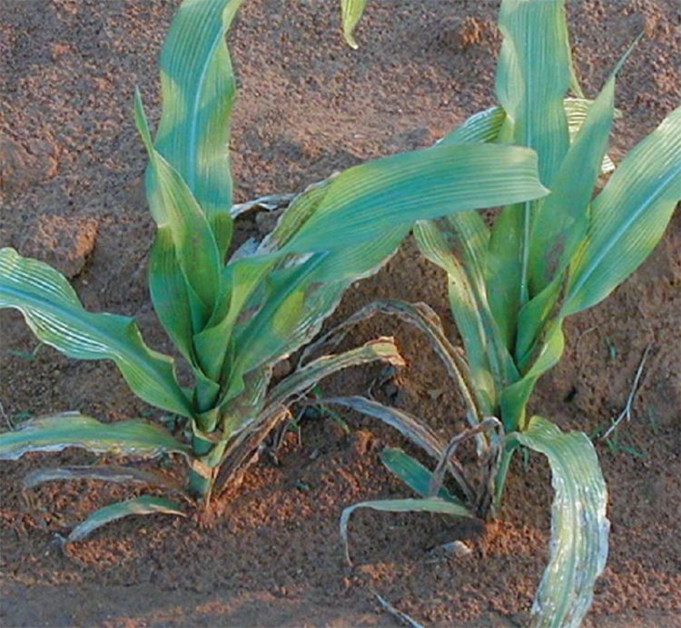 Verseker ’n goeie wegspring vir jou mielies - NWK Arena