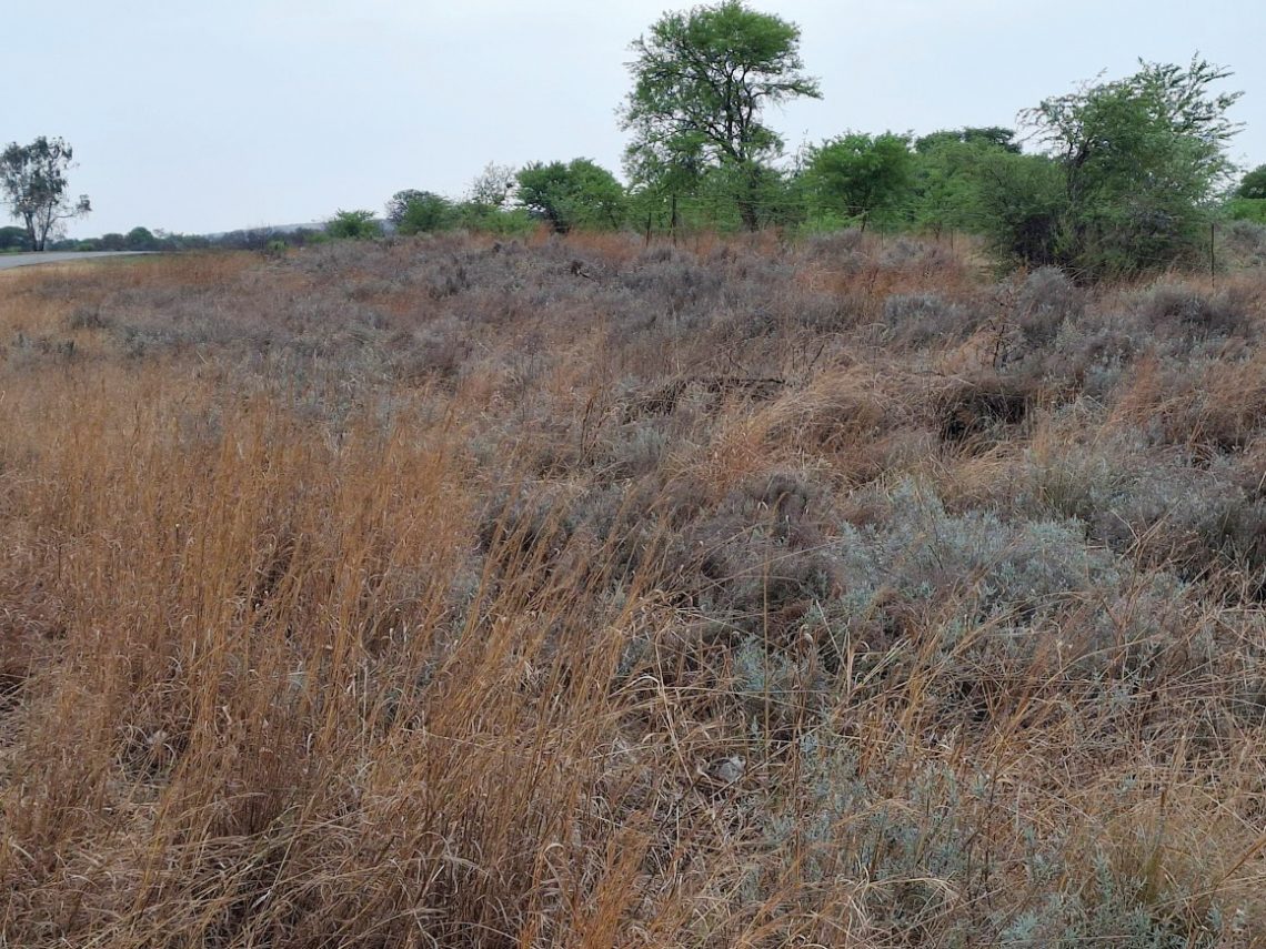 Katbos en bankrotbos: Twee hardnekkige onkruide wat weidings vernietig ...